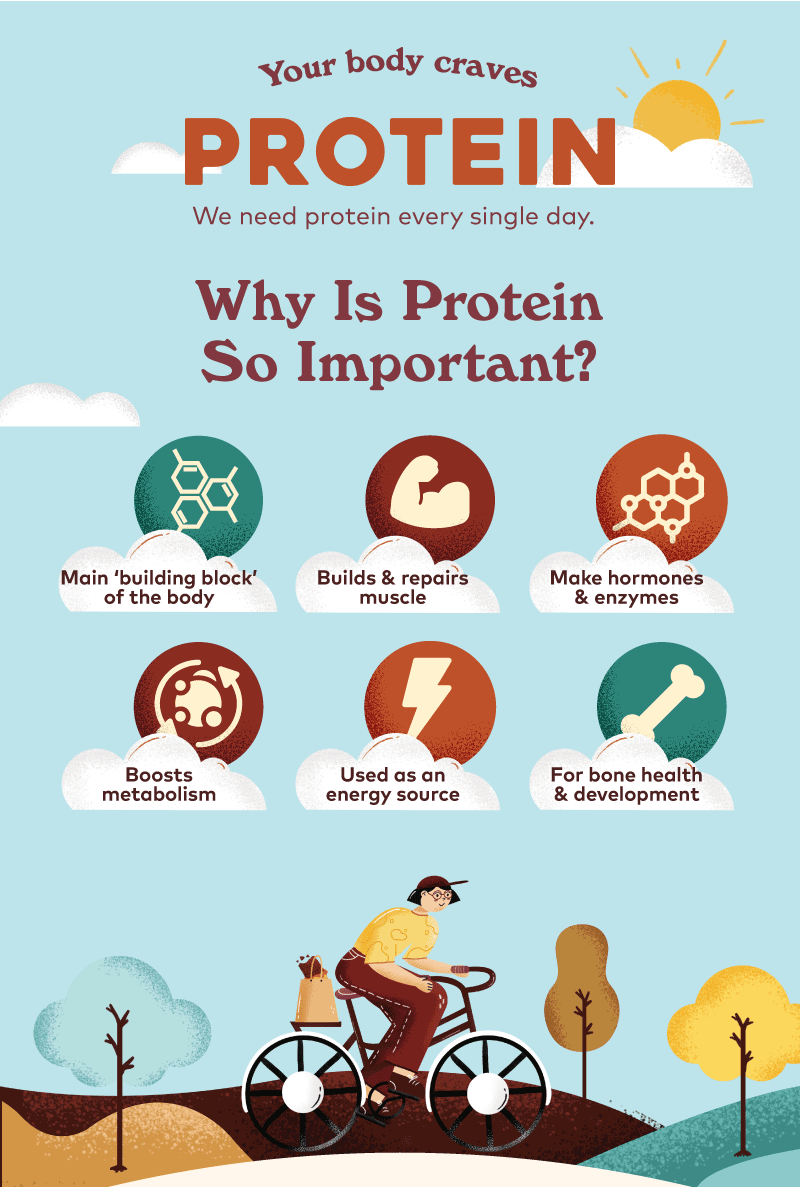 What are proteins, and why are they important? – Amazin' Graze Malaysia